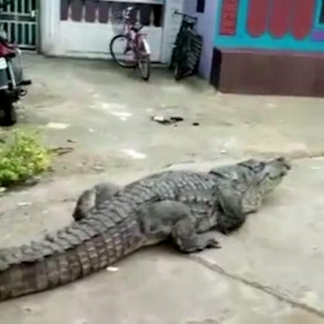 Massive crocodile spotted on a stroll through Indian village