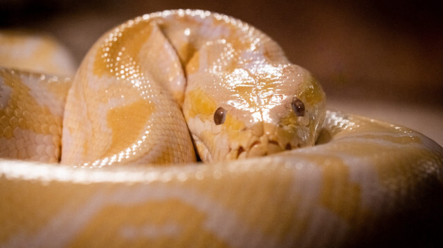 India seizes 47 pythons from flight passenger arriving from Malaysia ...
