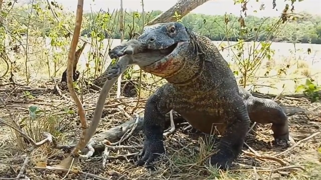 Komodo dragon devours whole monkey | Animals Komodo dragon devours whole monkey | Animals