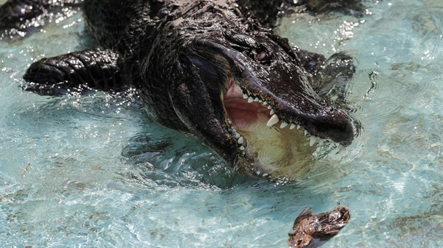 Muja the alligator still alive and snapping in his 80s at Belgrade Zoo