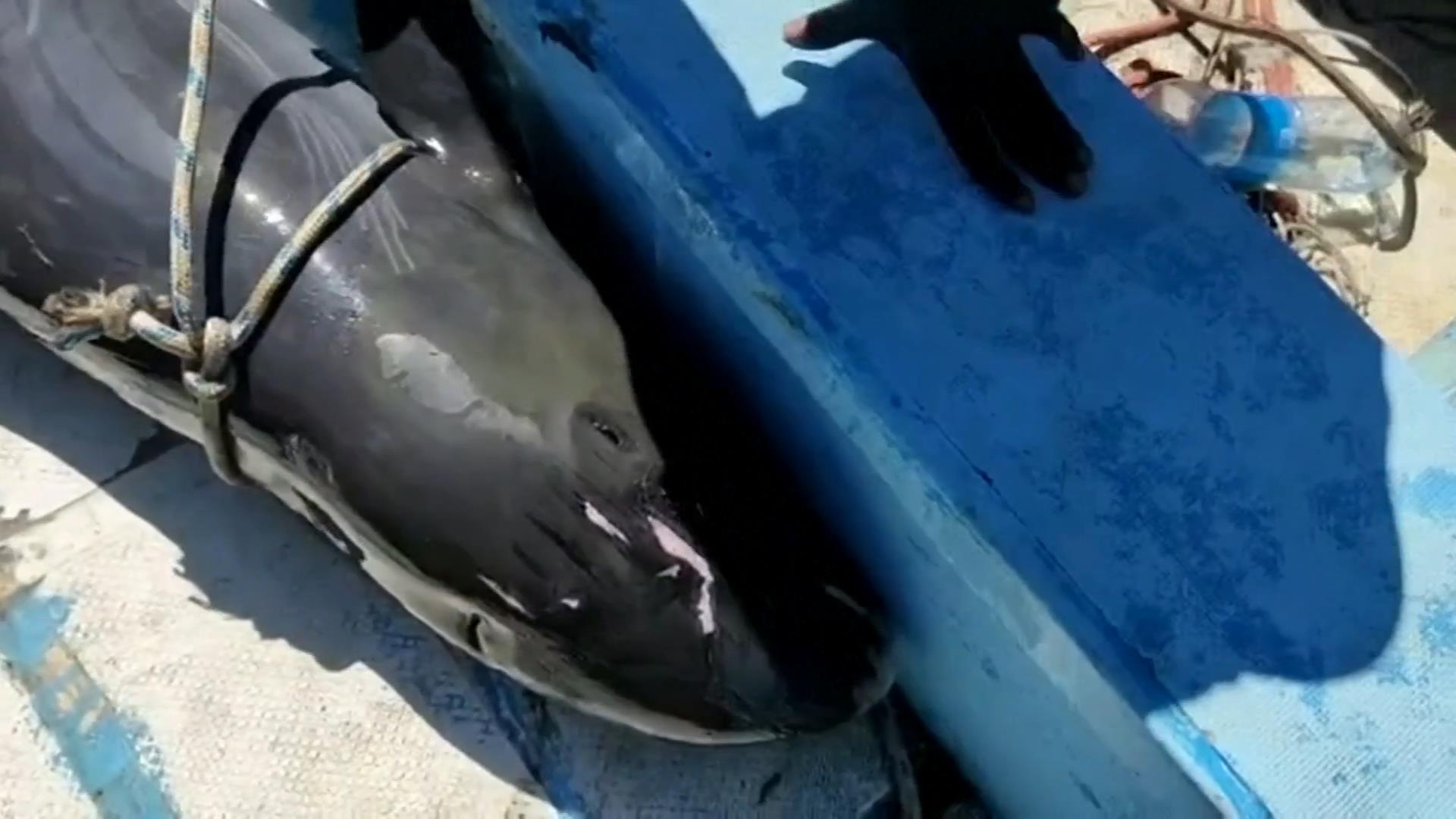 Baby dolphin carcass recovered off Mauritius coast as deaths rise to 40 Baby dolphin carcass recovered off Mauritius coast as deaths rise to 40